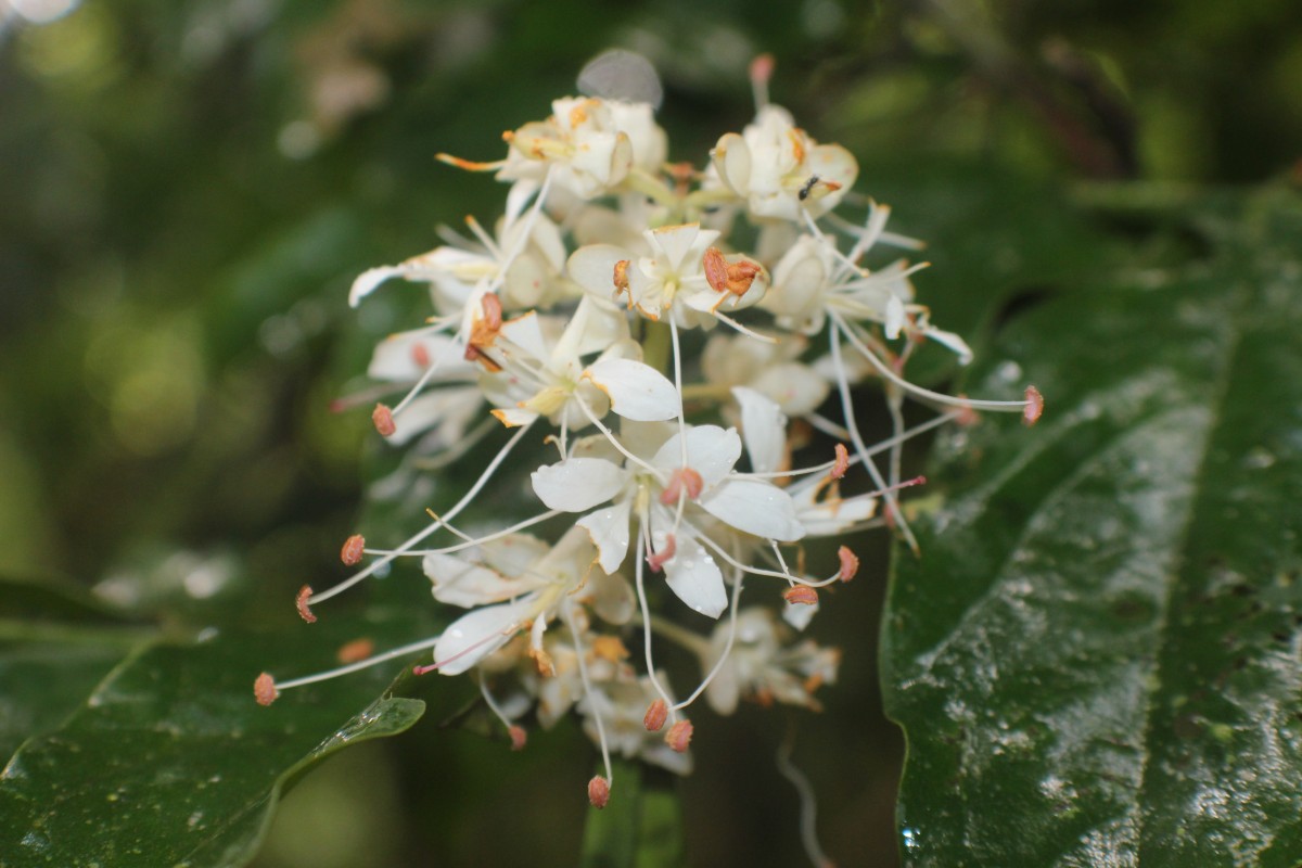 Flora of Sri Lanka