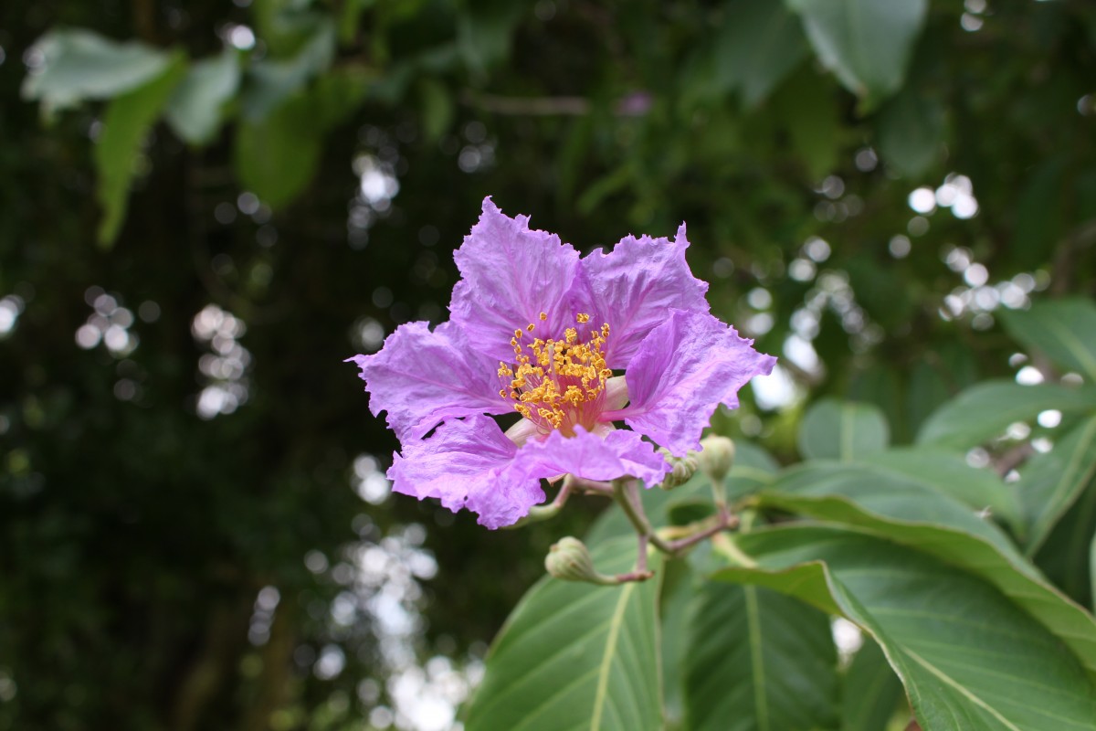 Flora of Sri Lanka