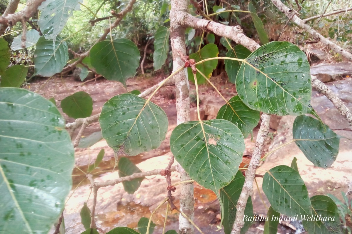 Flora of Sri Lanka
