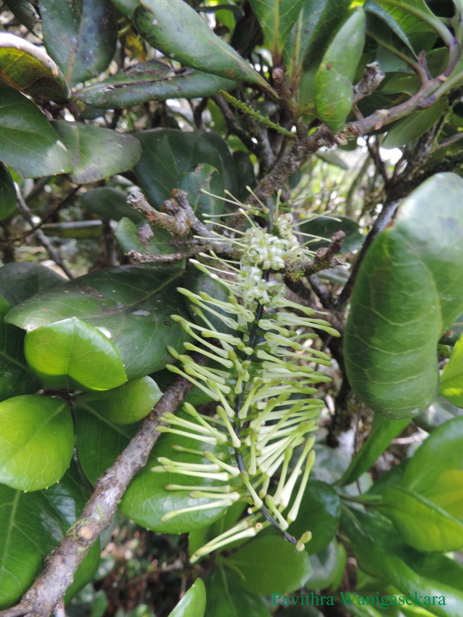 Flora of Sri Lanka