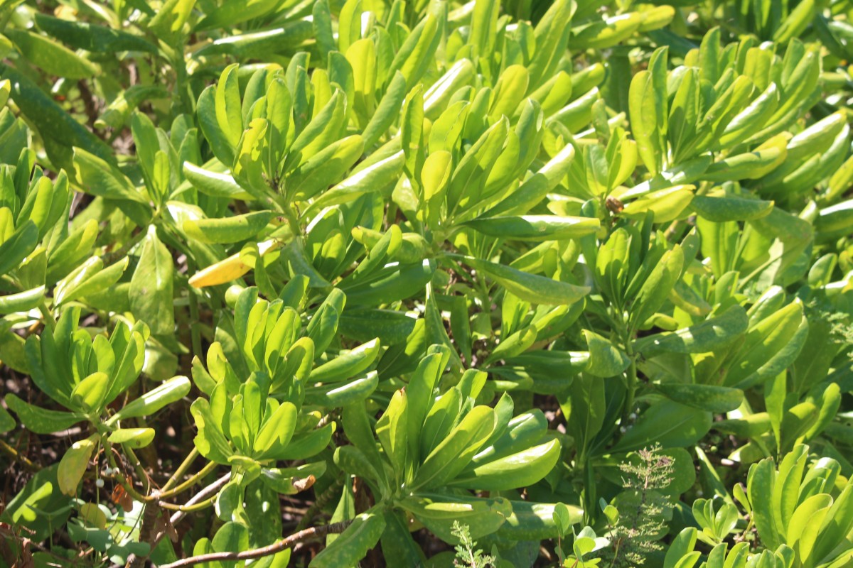 Flora of Sri Lanka