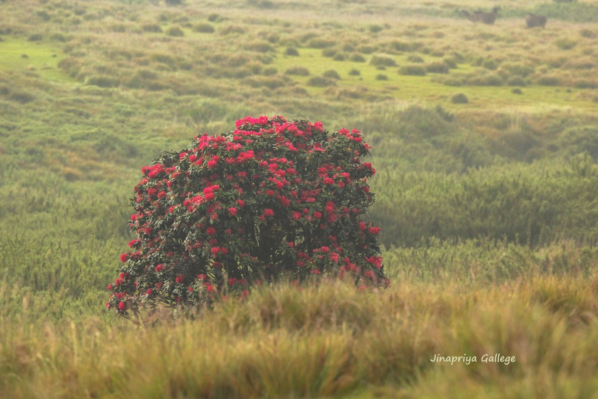 Flora of Sri Lanka