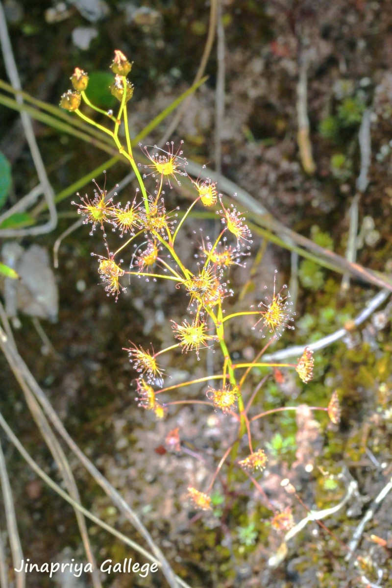 Flora of Sri Lanka