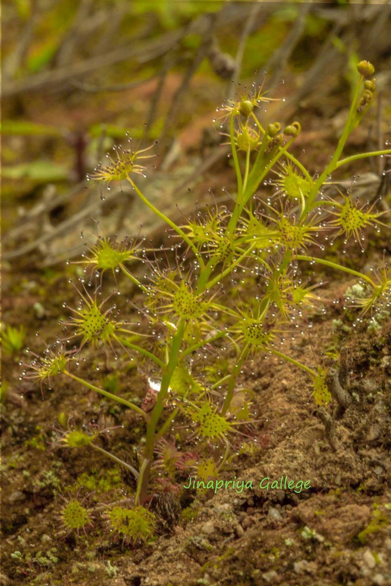 Flora of Sri Lanka