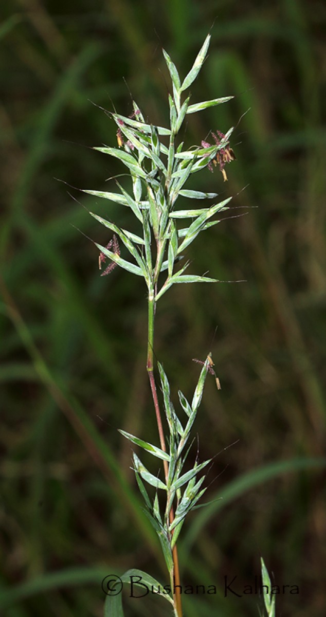 Flora of Sri Lanka