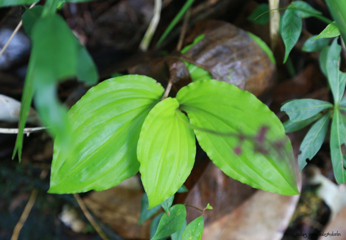 Flora of Sri Lanka