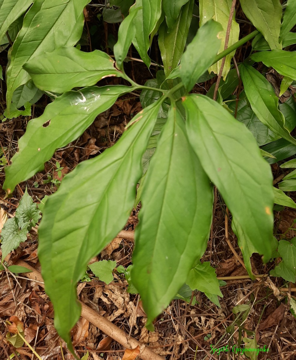 Flora of Sri Lanka