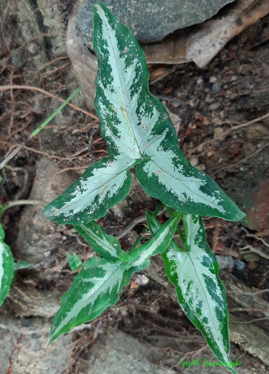 Flora of Sri Lanka