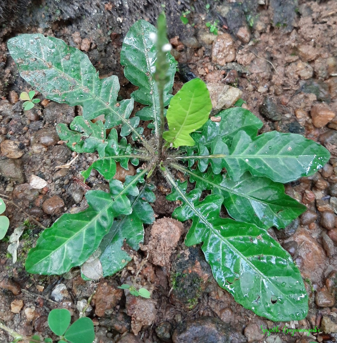 Flora of Sri Lanka