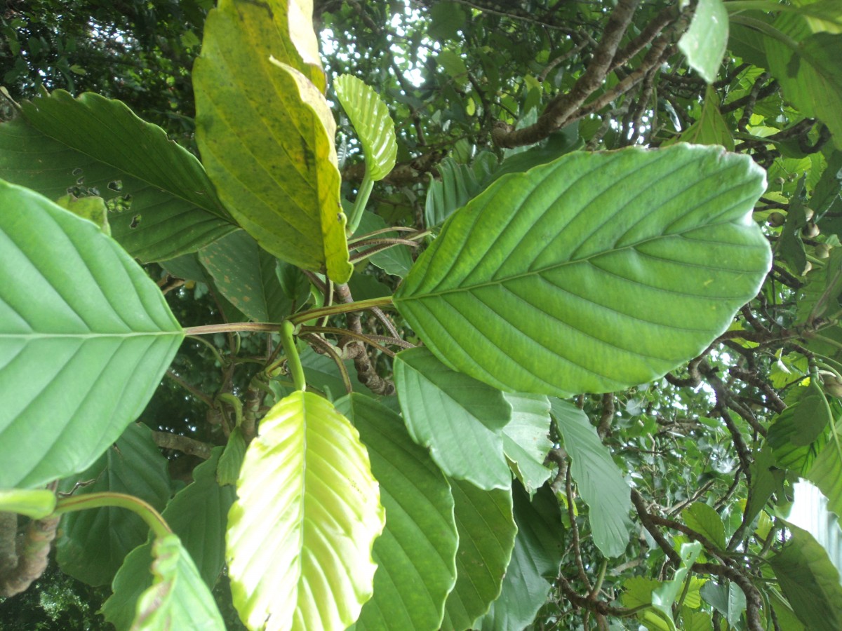 Flora of Sri Lanka