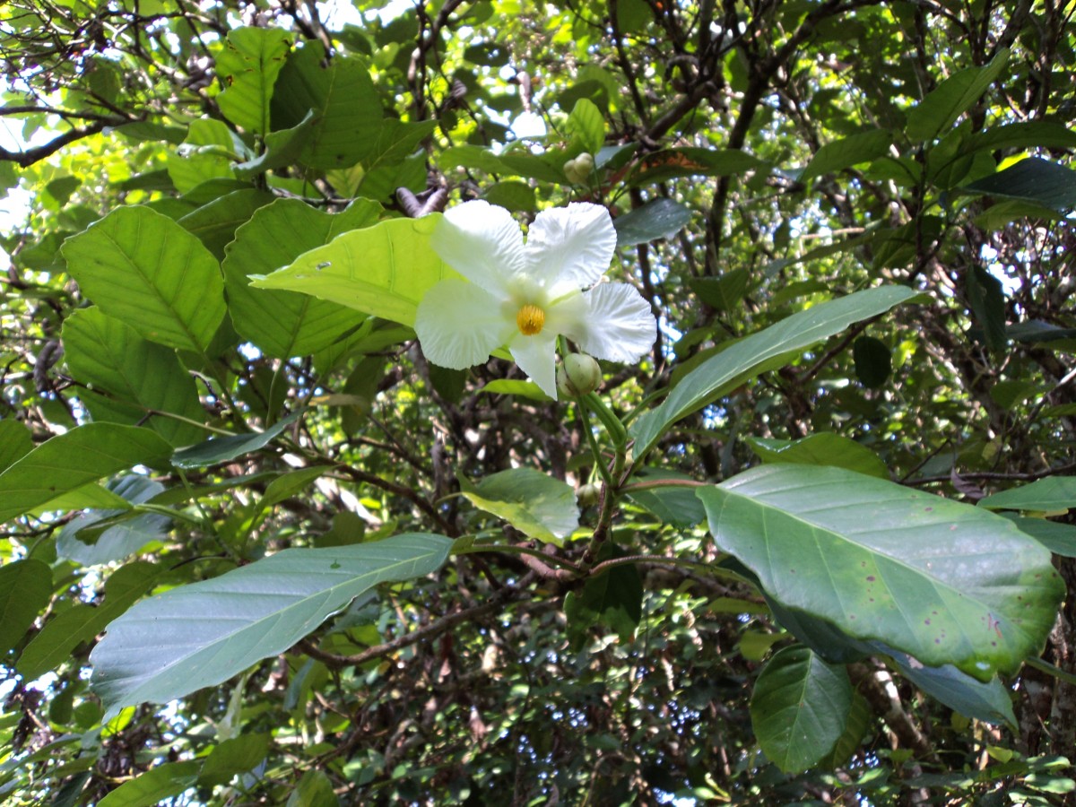 Flora of Sri Lanka