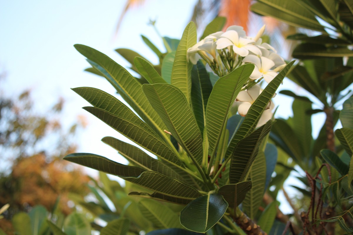 Flora of Sri Lanka