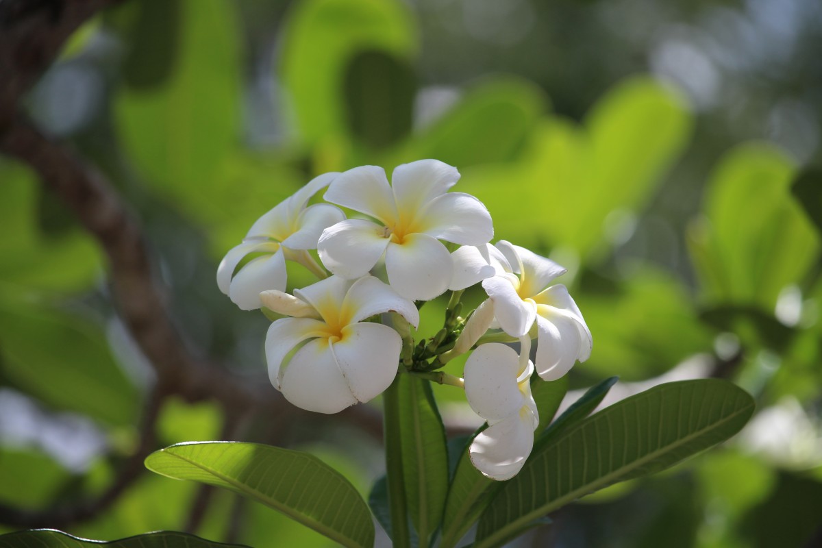 Flora of Sri Lanka