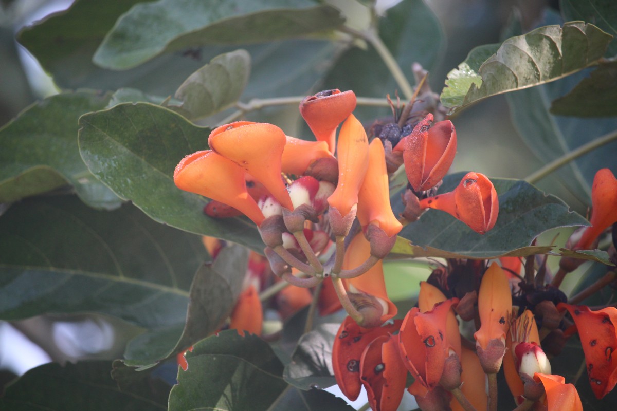 Flora of Sri Lanka