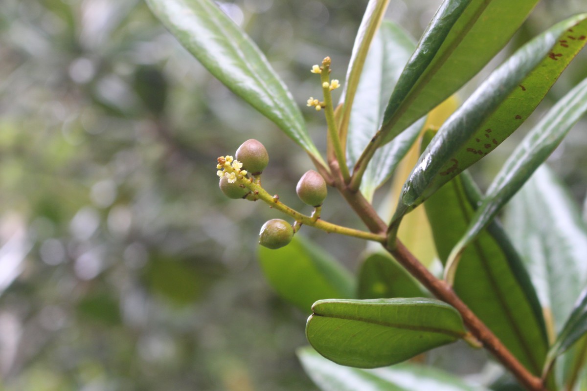Flora of Sri Lanka