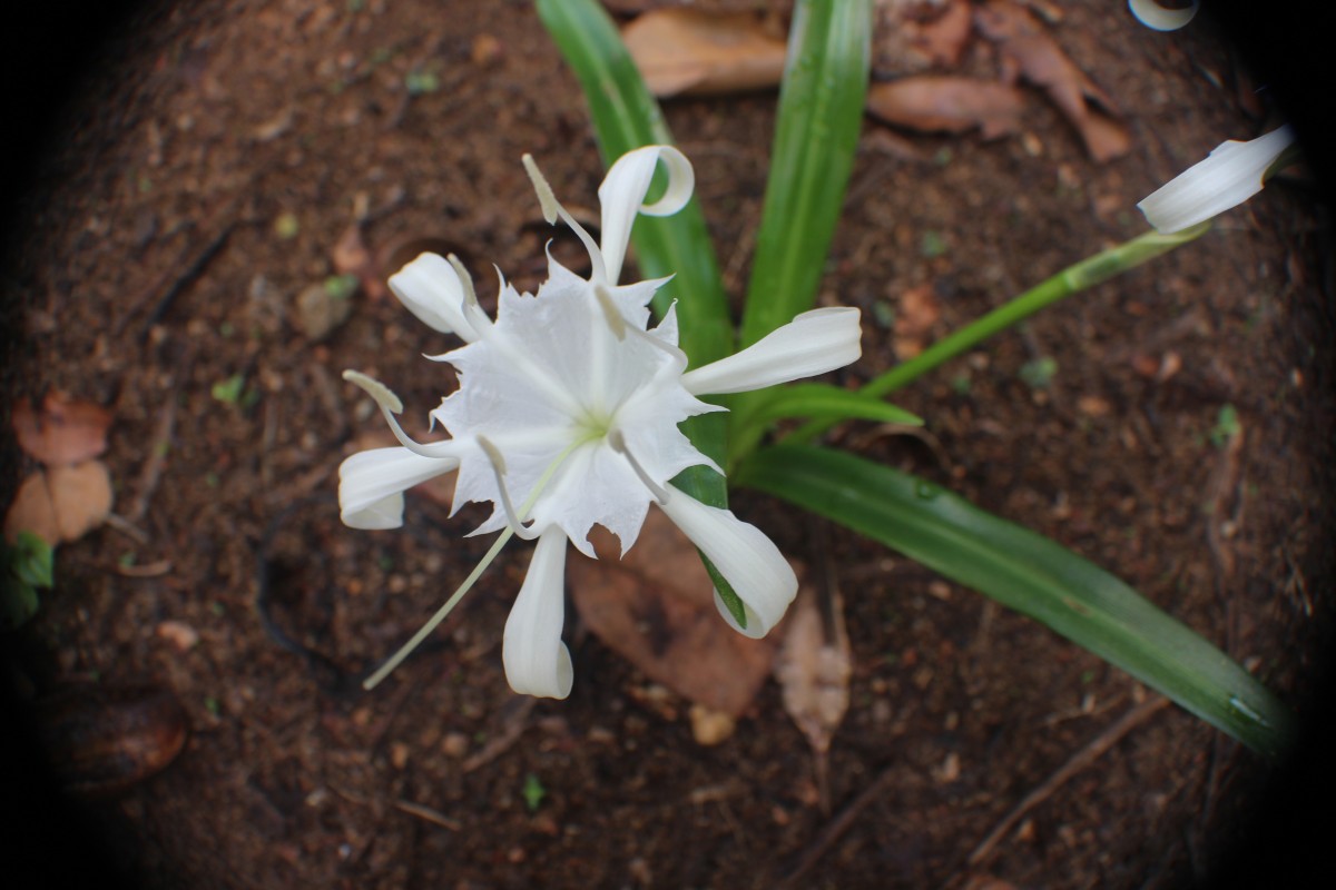 Flora of Sri Lanka