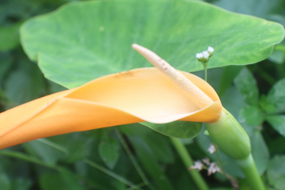 Flora of Sri Lanka