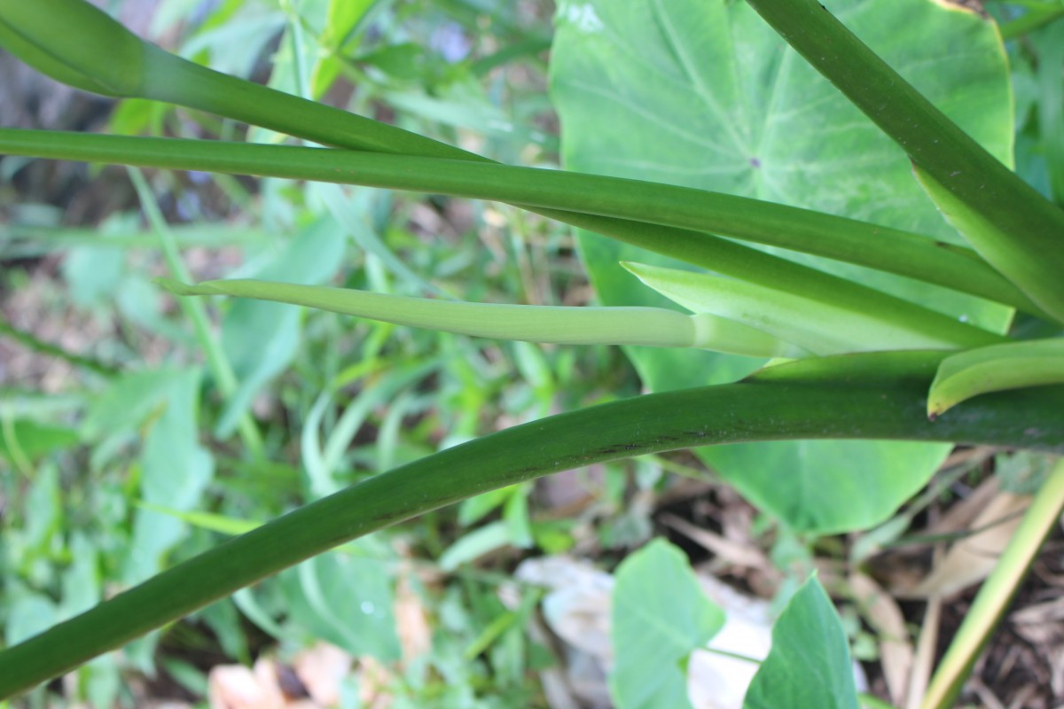 Flora of Sri Lanka