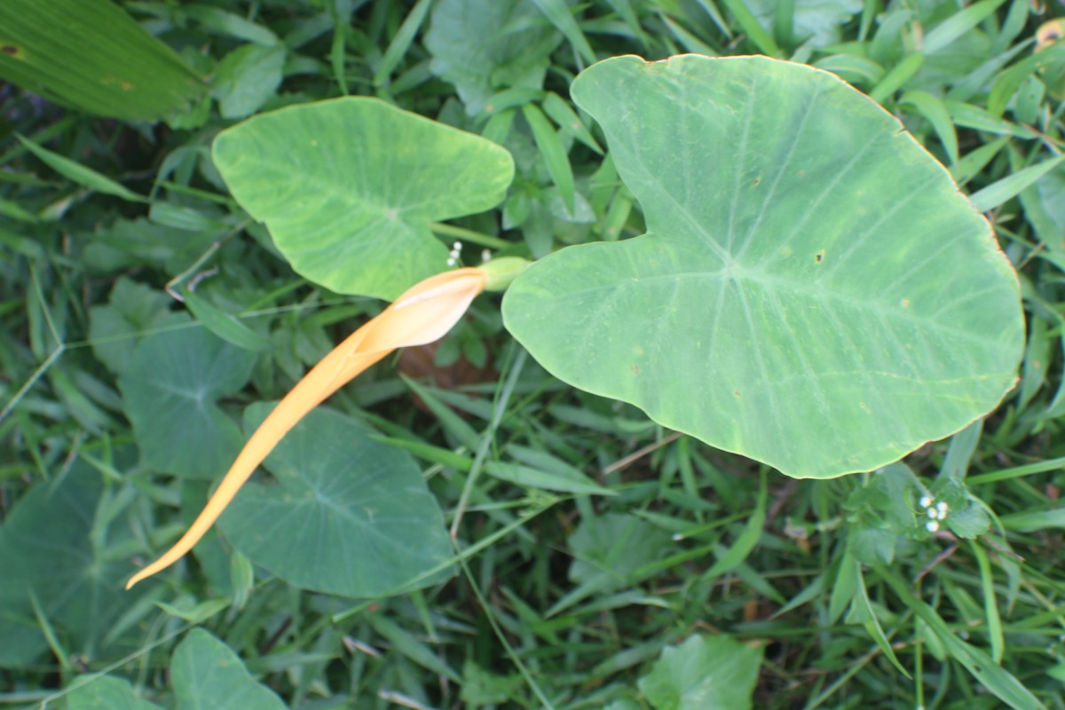 Flora of Sri Lanka