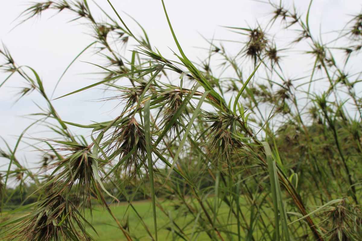 Flora of Sri Lanka