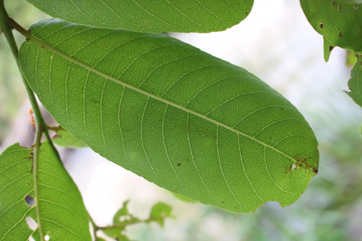 Flora of Sri Lanka
