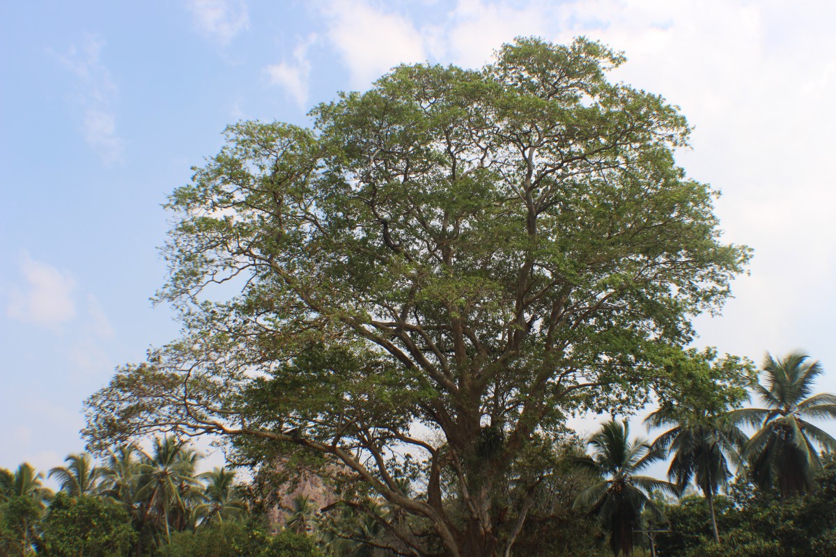 Flora of Sri Lanka