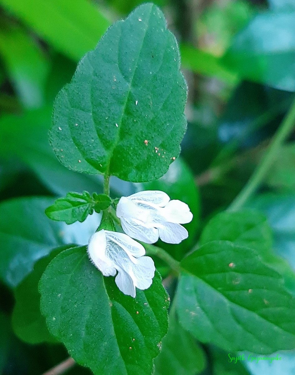Flora of Sri Lanka