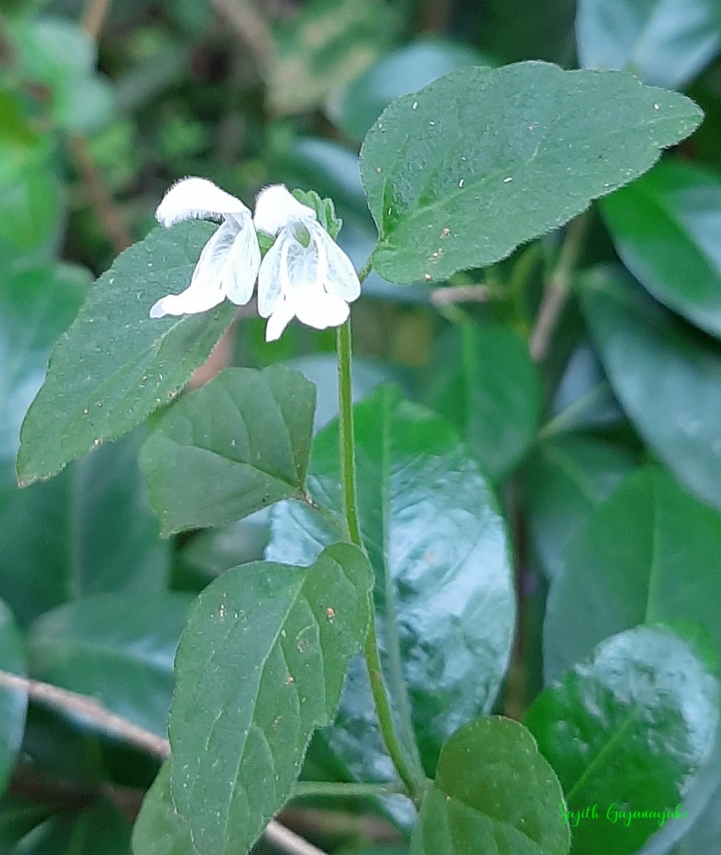 Flora of Sri Lanka