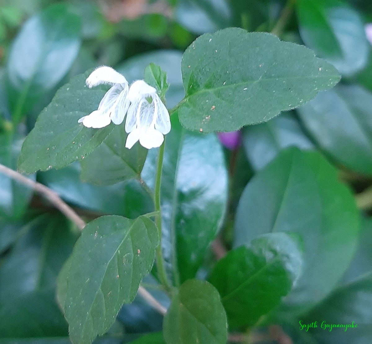Flora of Sri Lanka