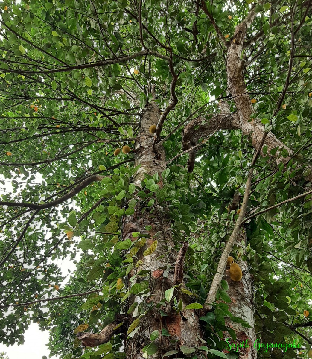 Flora of Sri Lanka