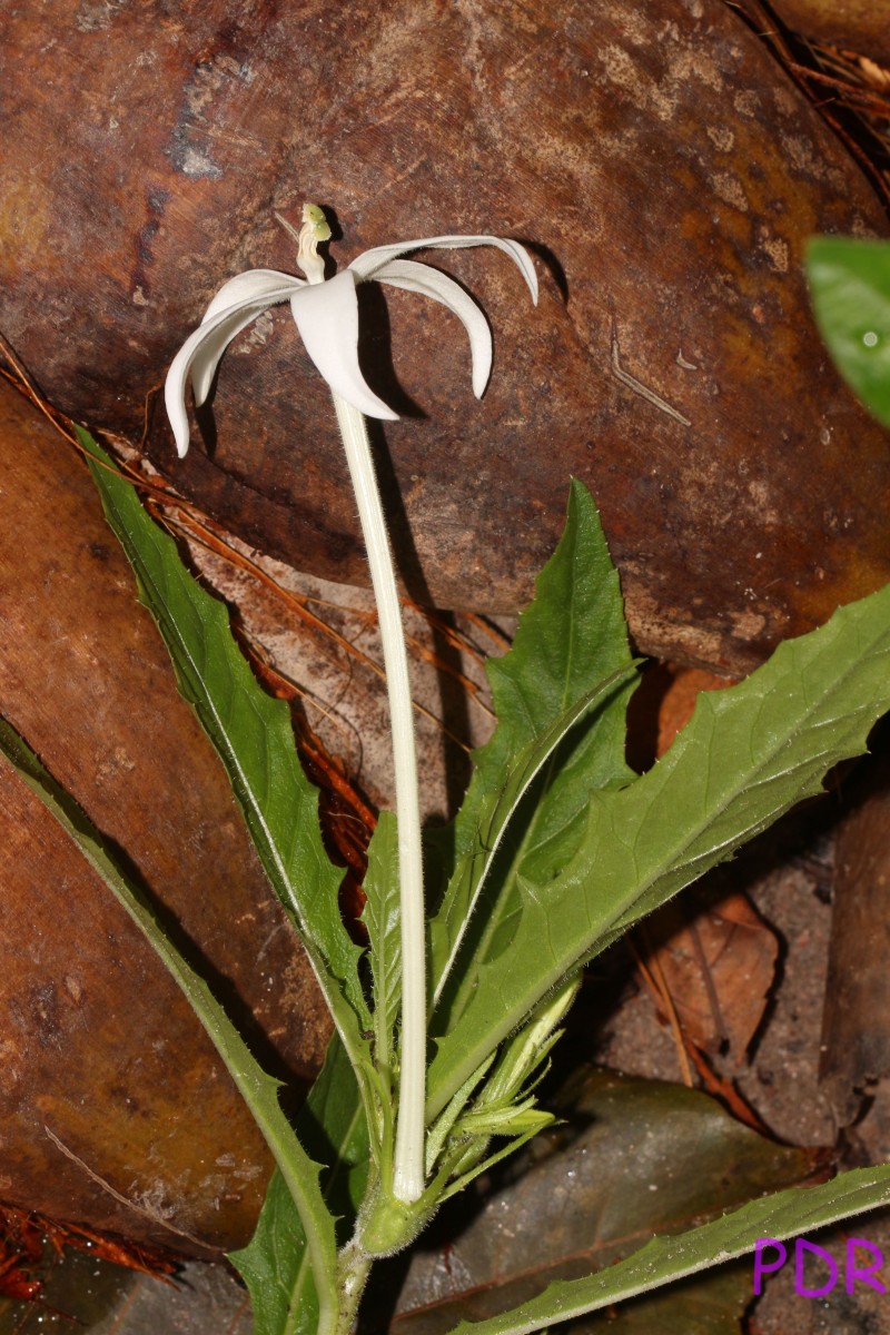 Flora of Sri Lanka
