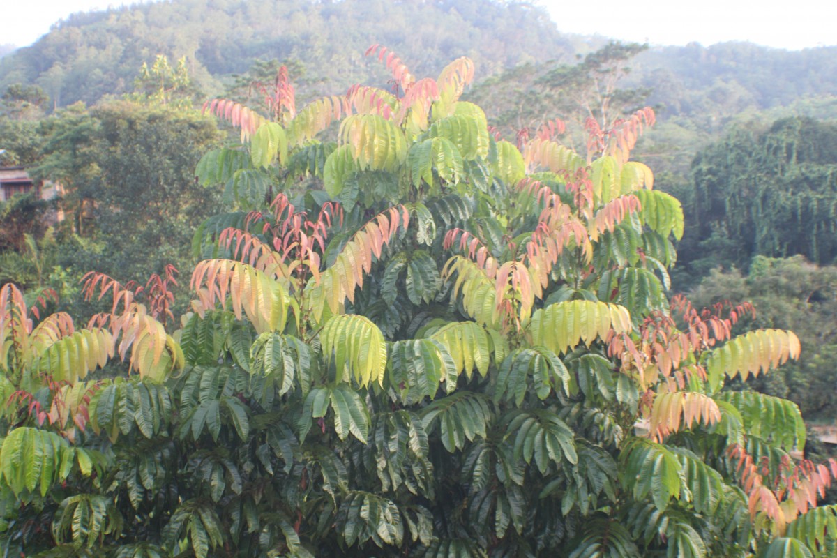 Flora of Sri Lanka