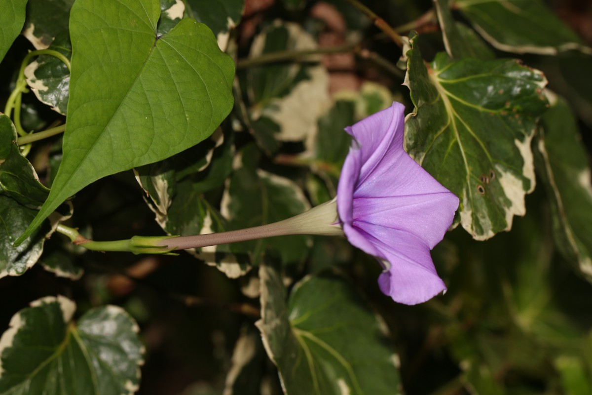 Flora of Sri Lanka