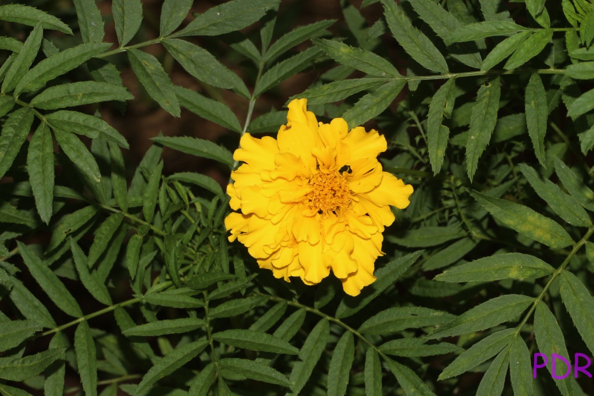 Flora of Sri Lanka
