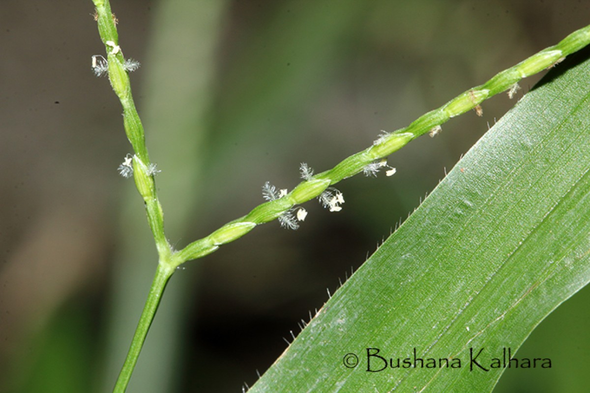 Flora of Sri Lanka