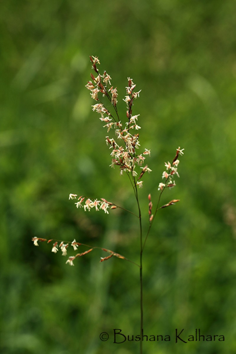 Flora of Sri Lanka