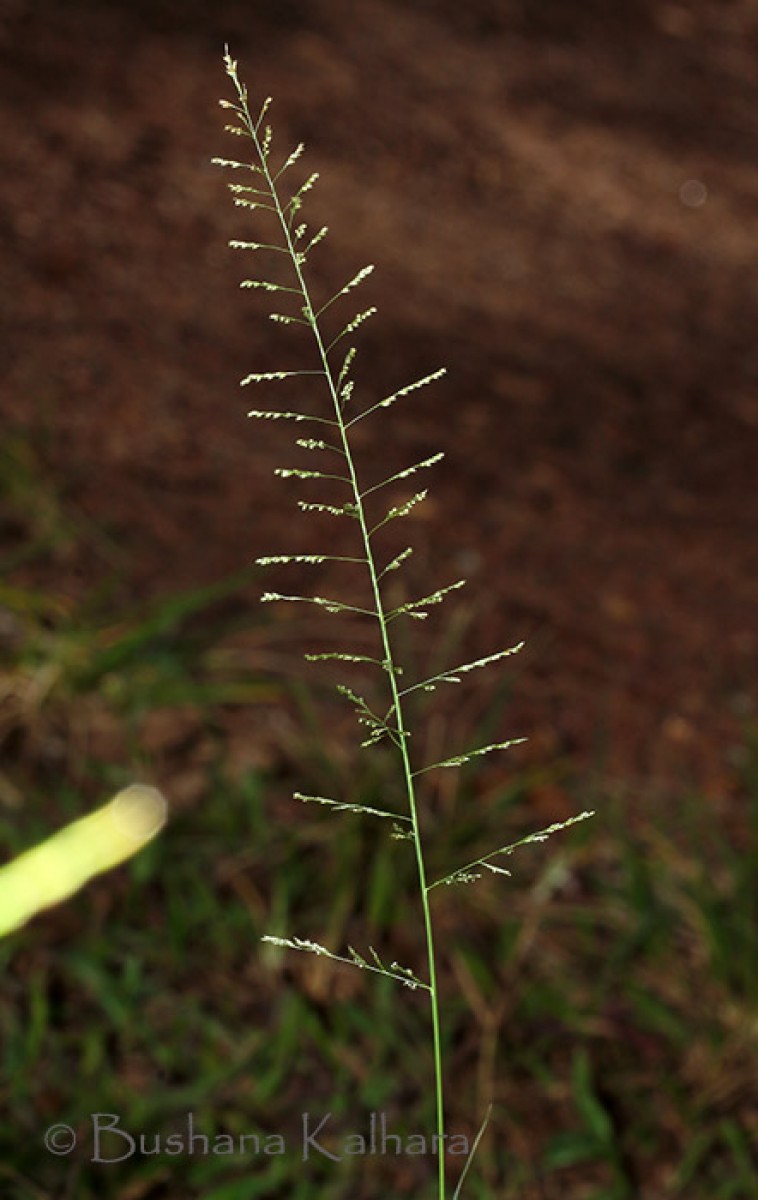 Flora of Sri Lanka