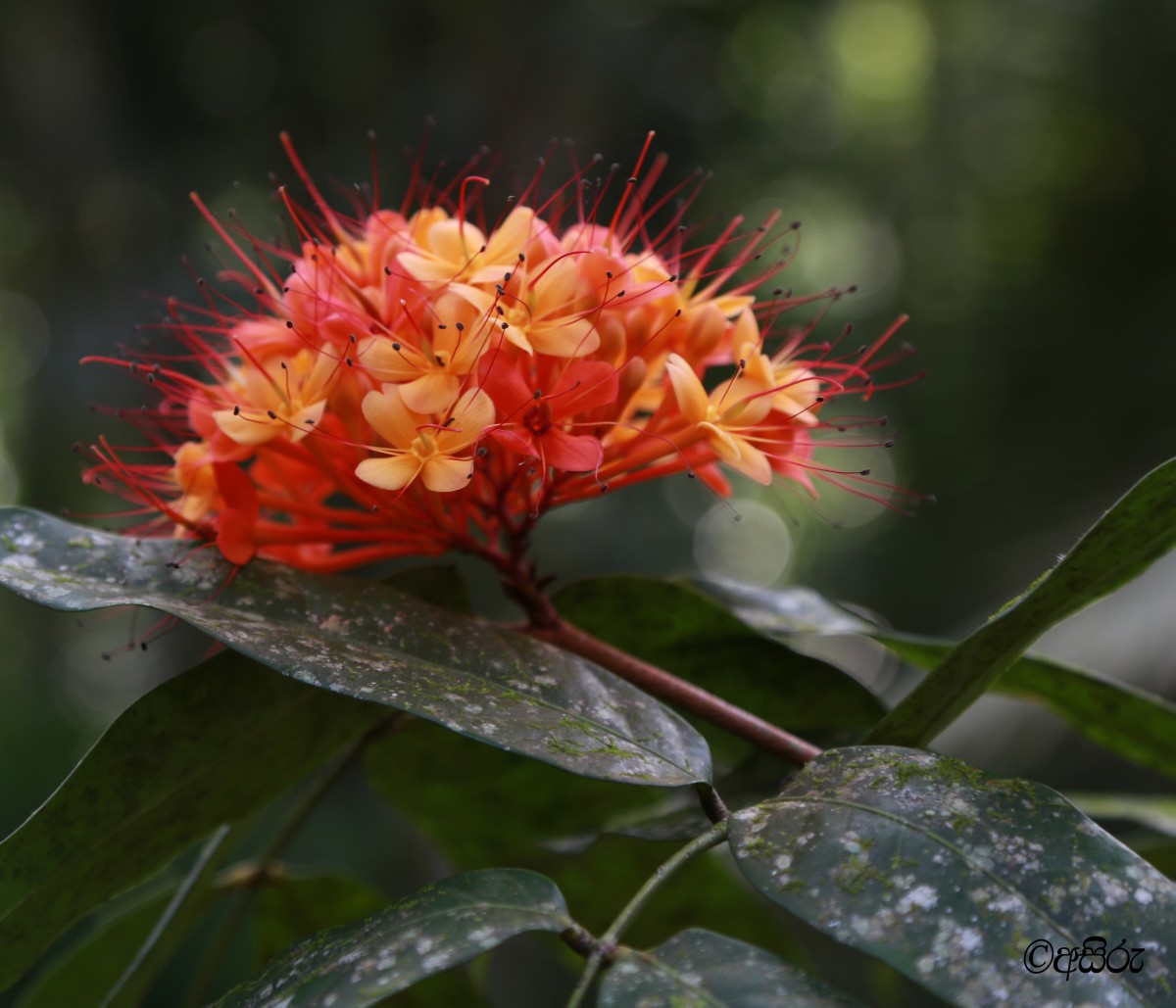 Flora of Sri Lanka