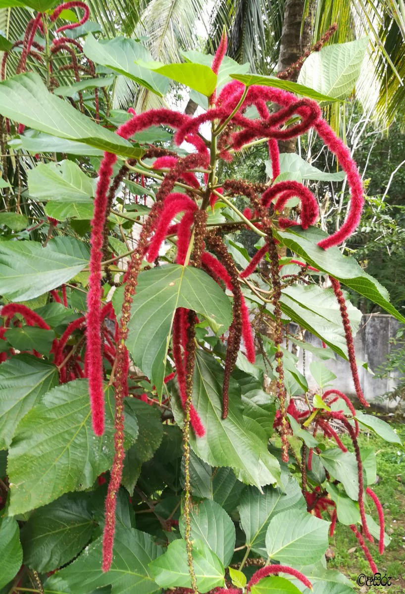 Flora of Sri Lanka