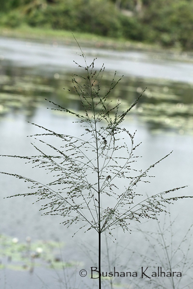 Flora of Sri Lanka
