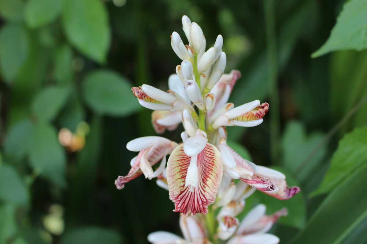 Flora of Sri Lanka
