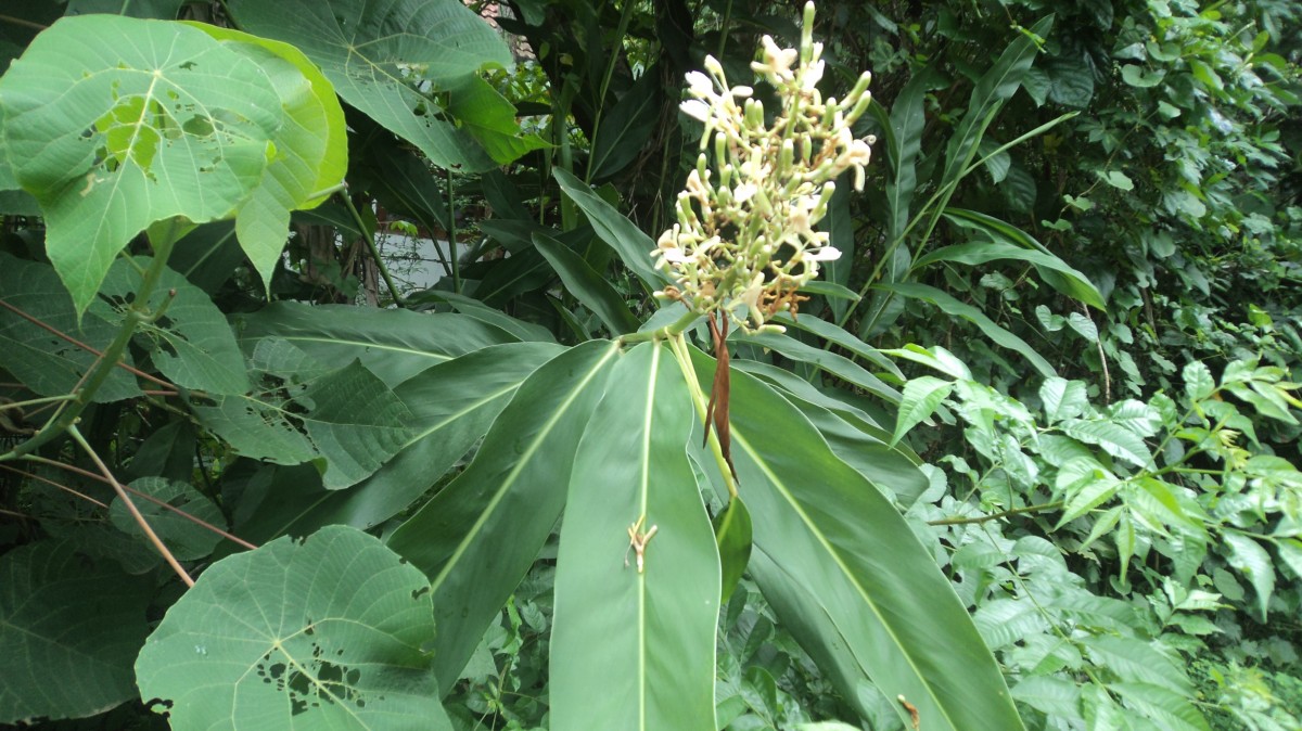 Flora of Sri Lanka