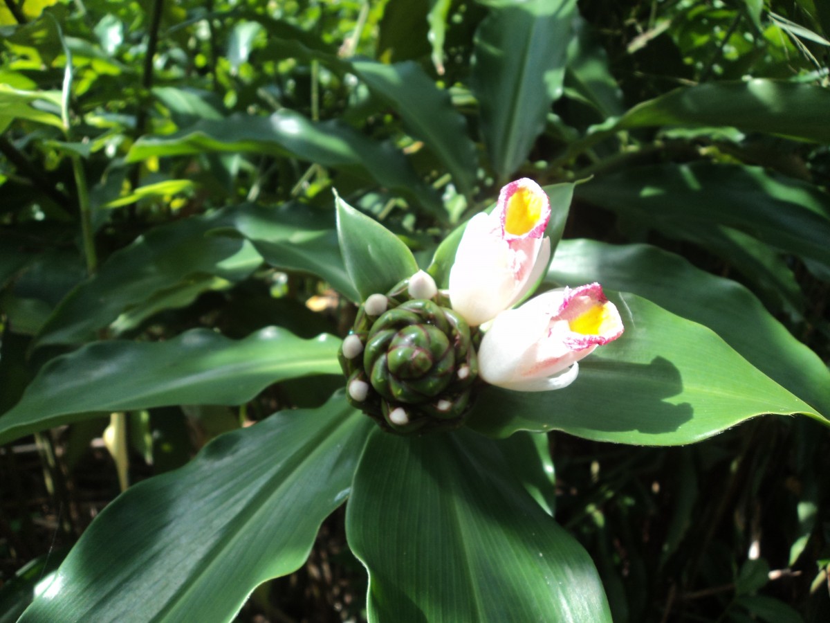 Flora of Sri Lanka