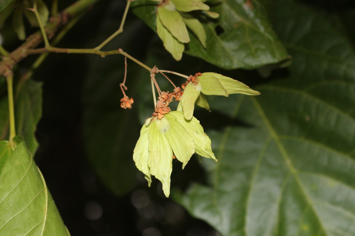 Flora of Sri Lanka