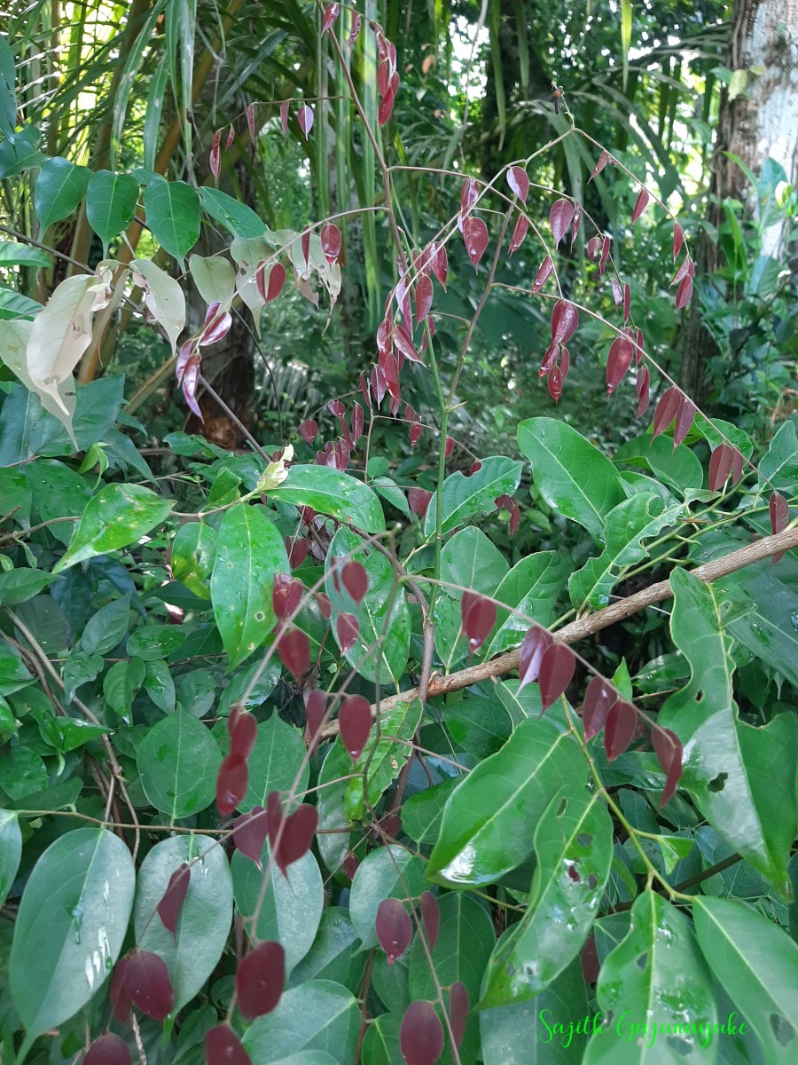 Flora of Sri Lanka