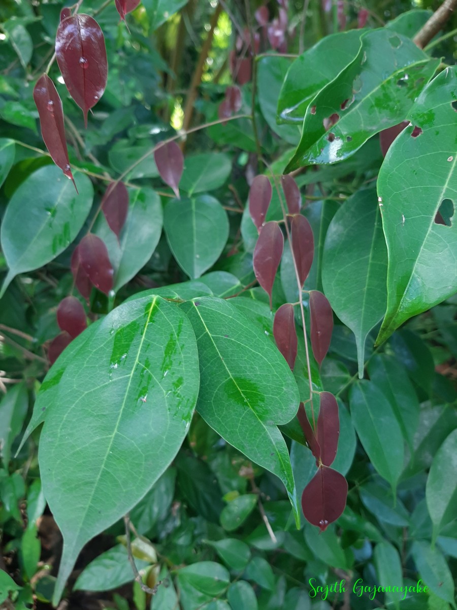 Flora of Sri Lanka