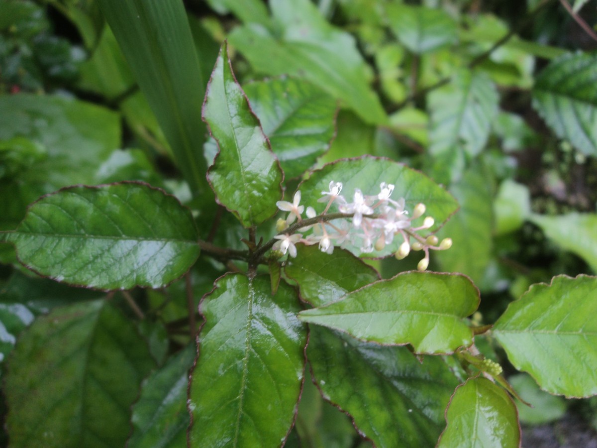 Flora of Sri Lanka