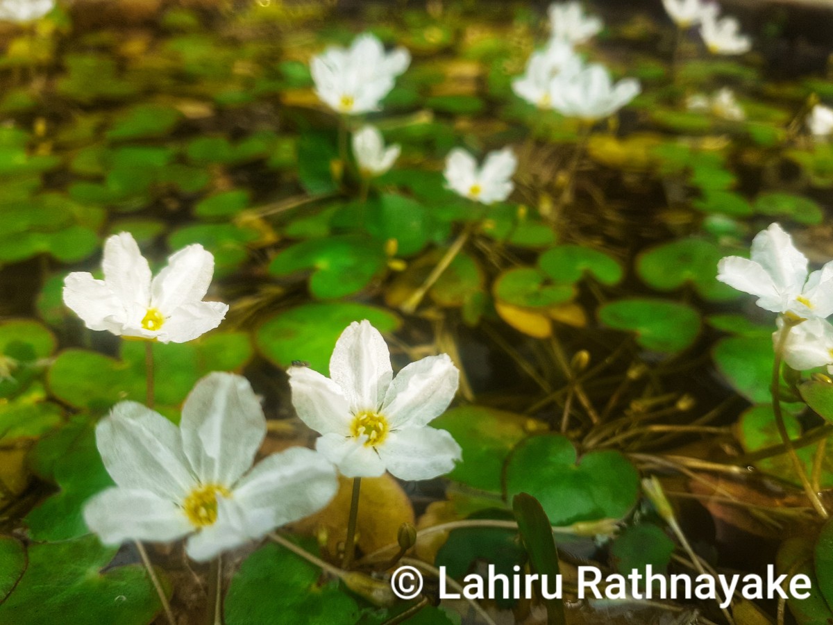 Flora of Sri Lanka