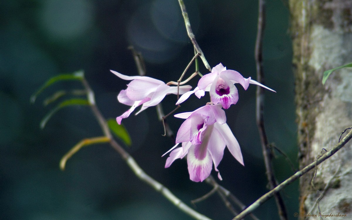 Flora of Sri Lanka