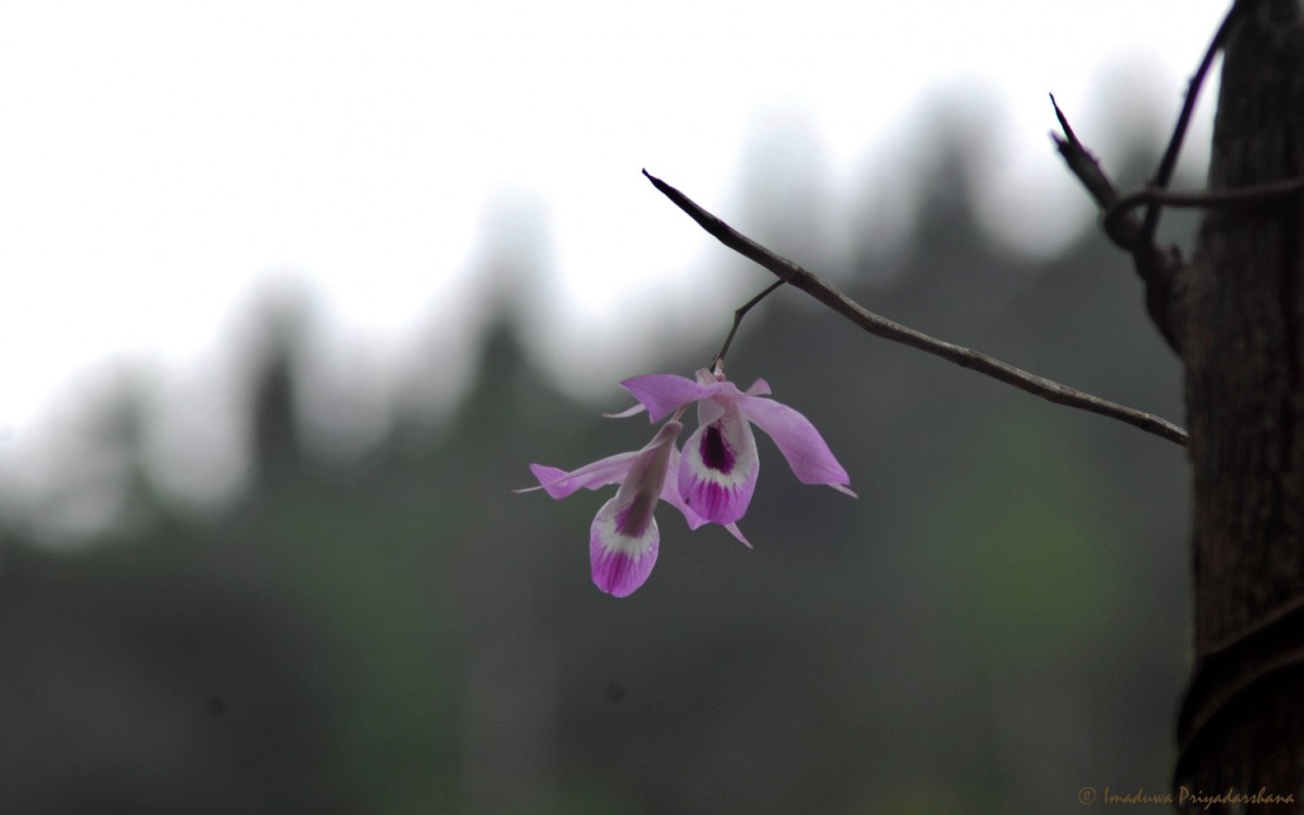 Flora of Sri Lanka